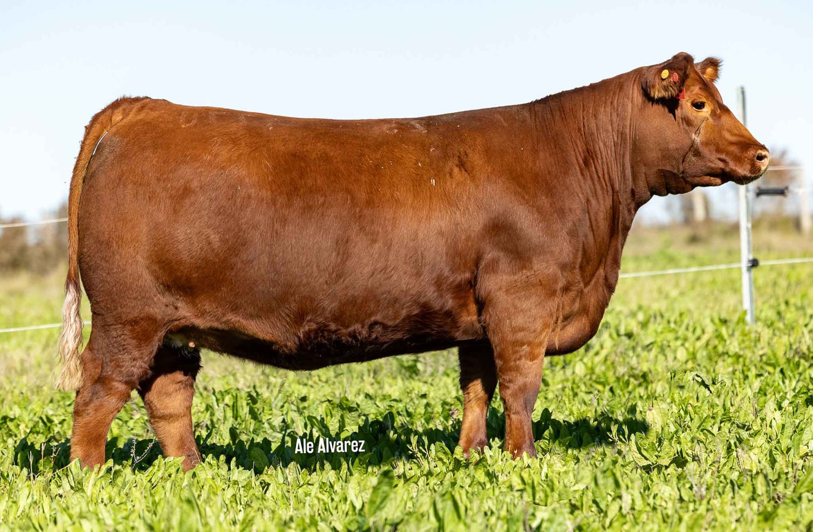 Lote 16 - MODELO RUBETA/4770 RED