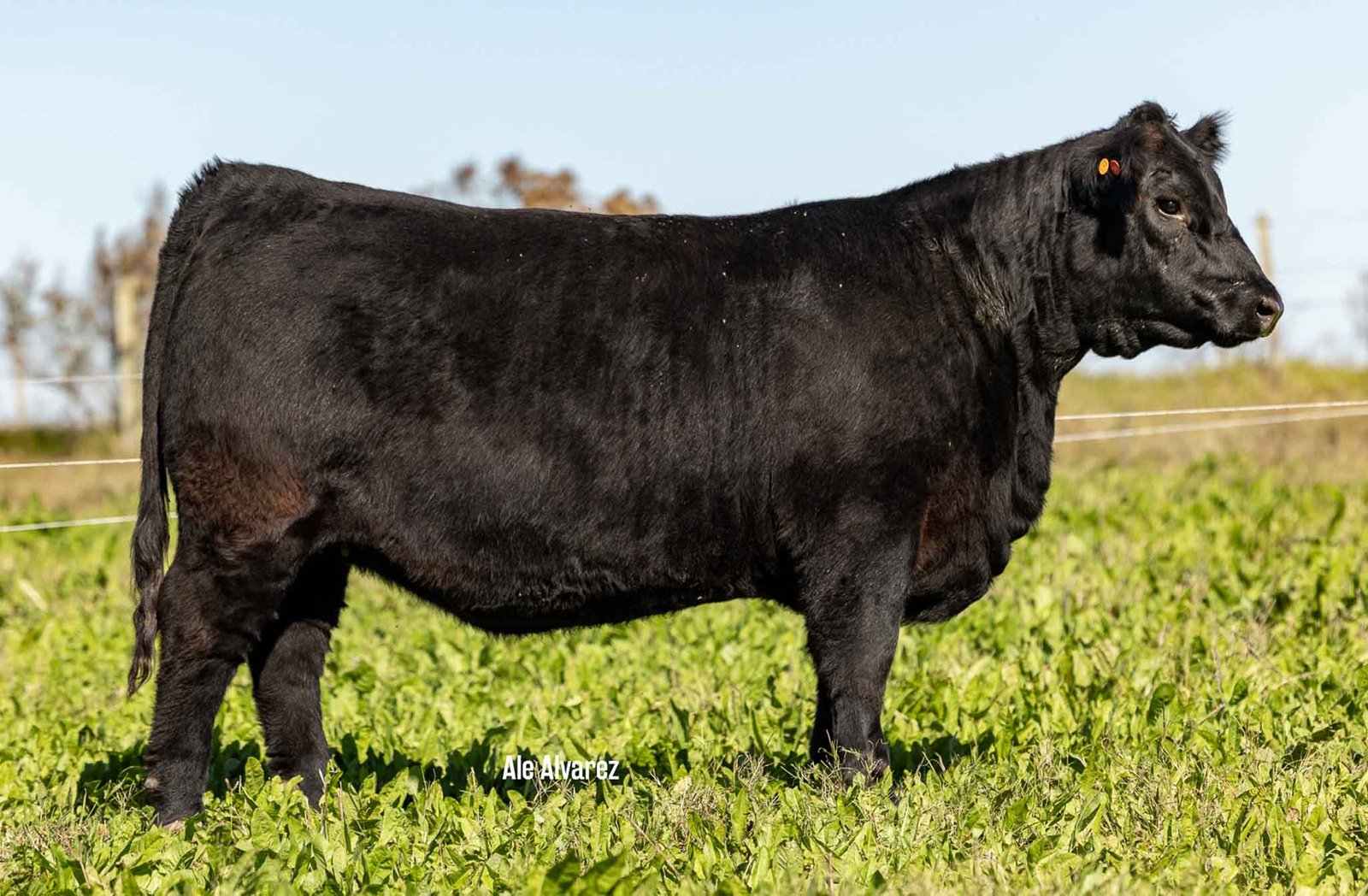 Lote 11 - MODELO RUBETA /5024 TE